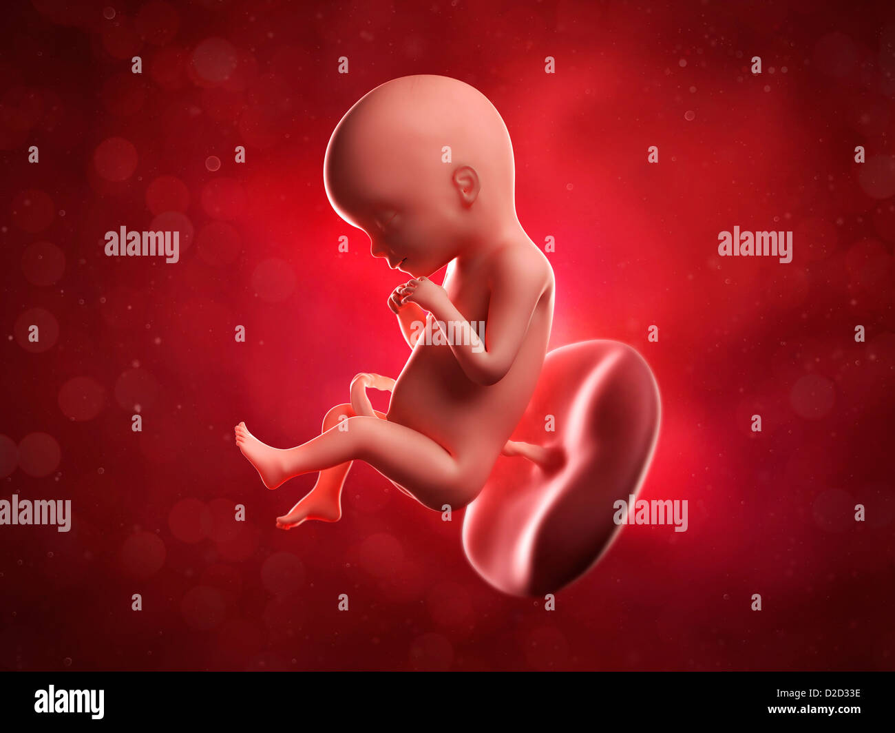 Foetus Computer Artwork High Resolution Stock Photography and Images ...