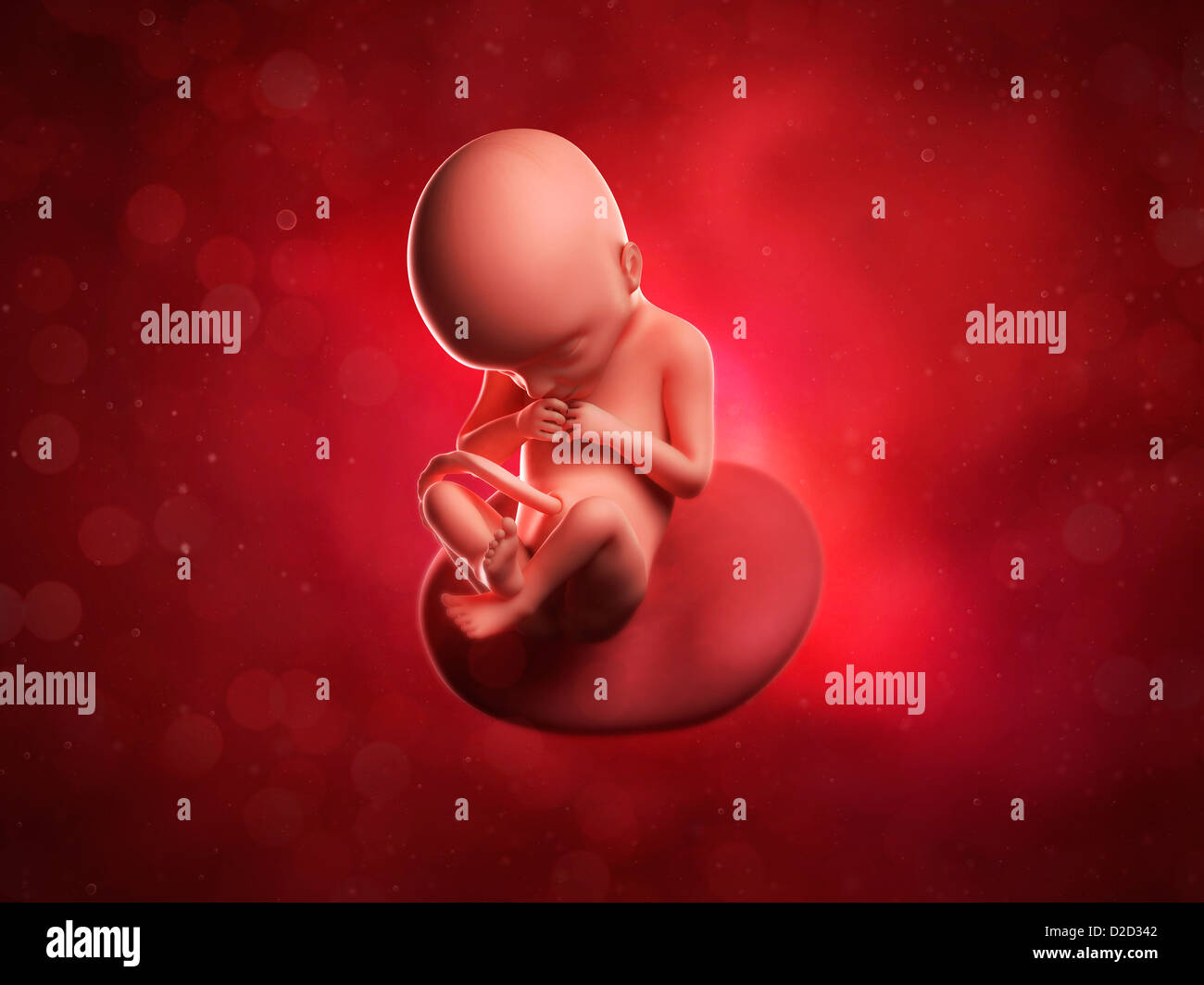 22 Weeks Pregnant Baby Size