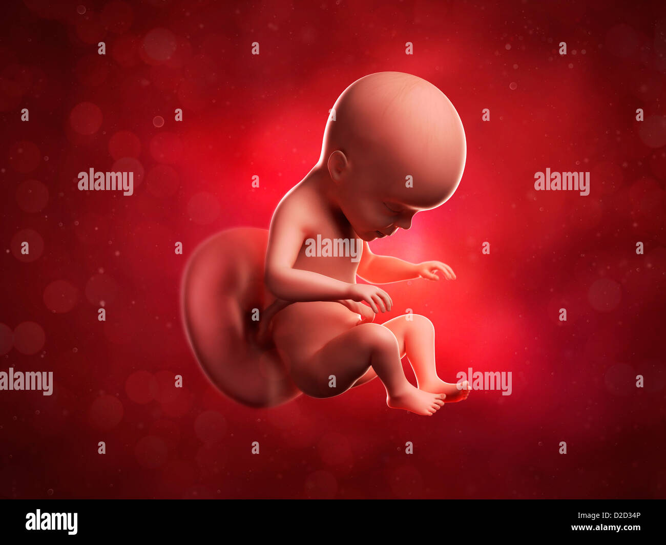 Foetus at 26 weeks hi-res stock photography and images - Alamy