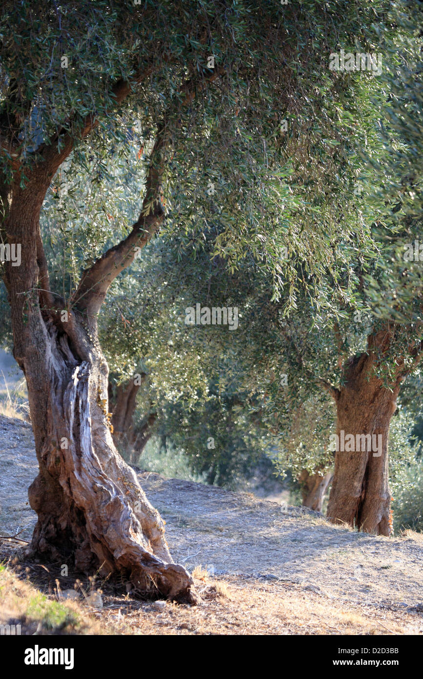 Olive tree in nice landscape hi-res stock photography and images - Alamy
