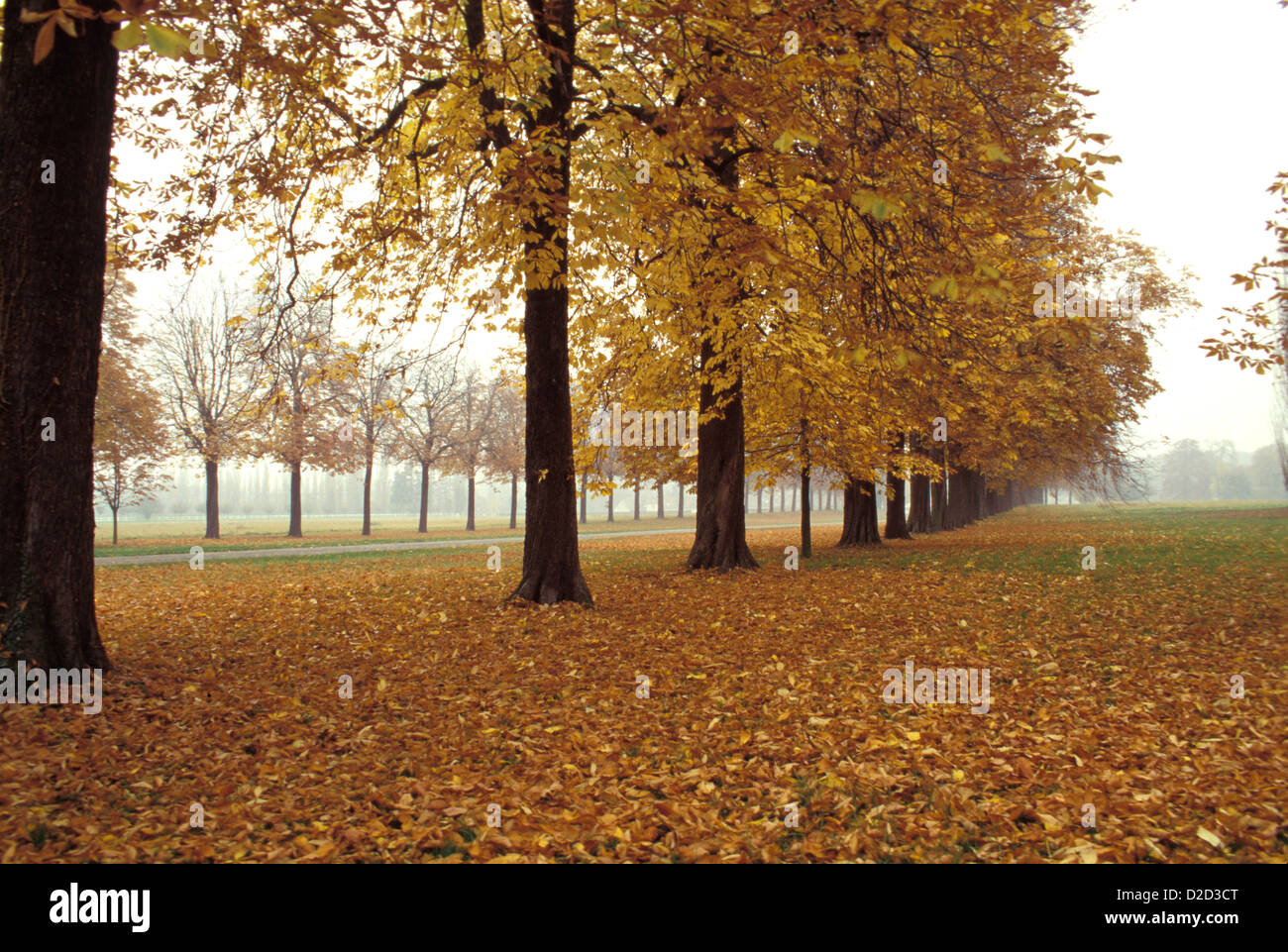 France, Ile De France. Trees In Autumn, Chateau De Gros-Bois Stock ...