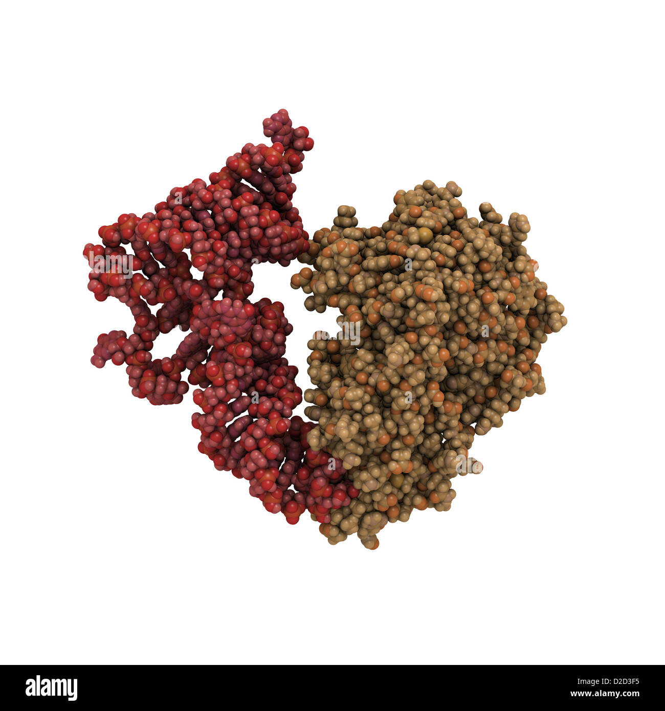 Trna synthetase hi-res stock photography and images - Alamy