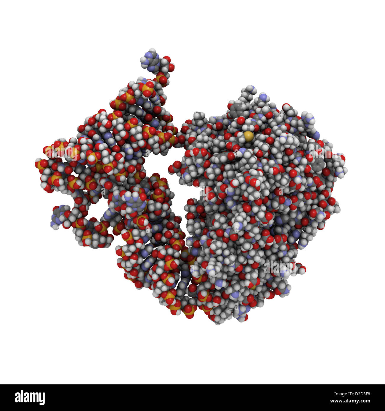 Transfer RNA-synthetase complex human tryptophanyl-tRNA synthetase tRNA ...