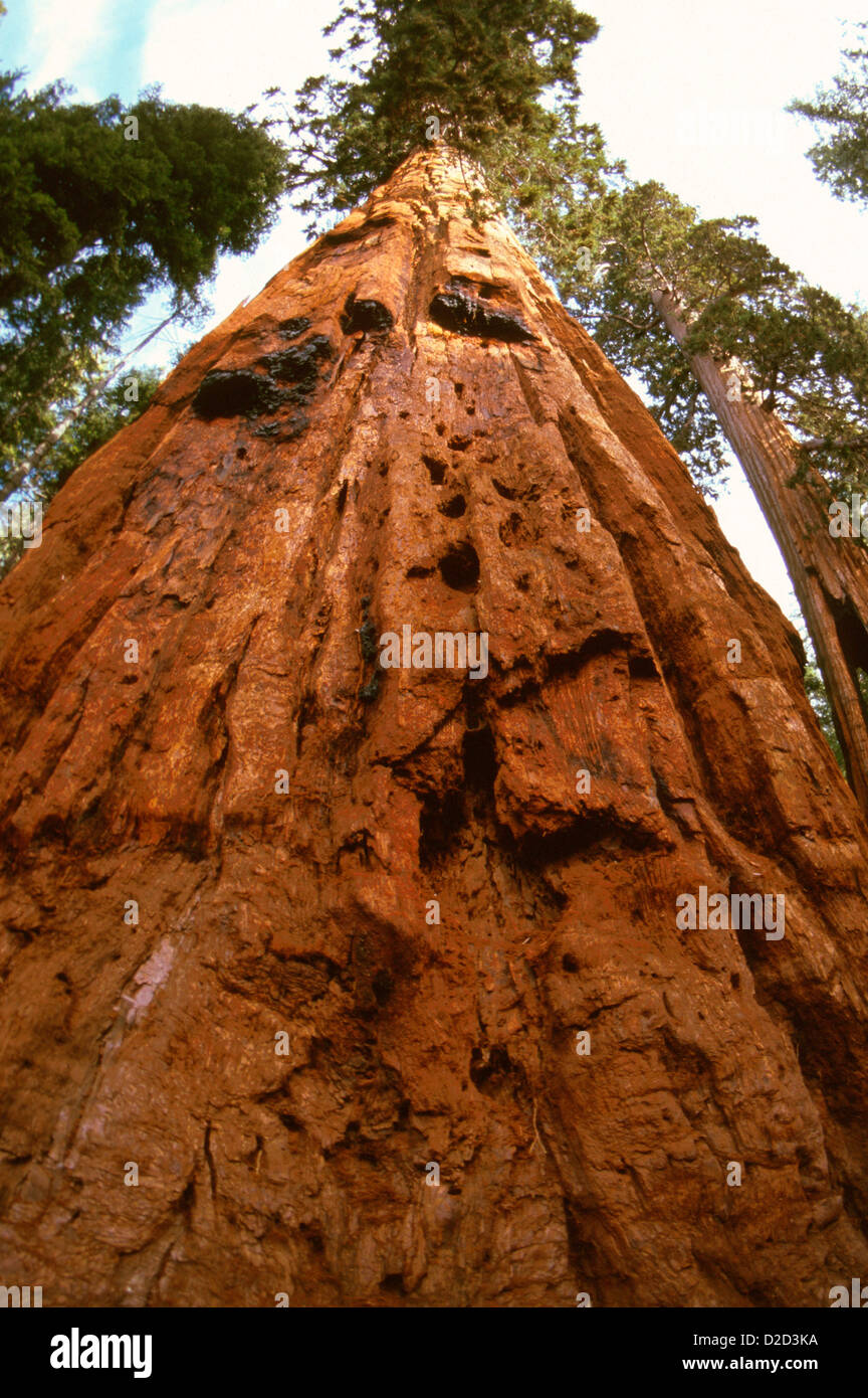 Mariposa grove giant sequoias yosemite hi-res stock photography and ...