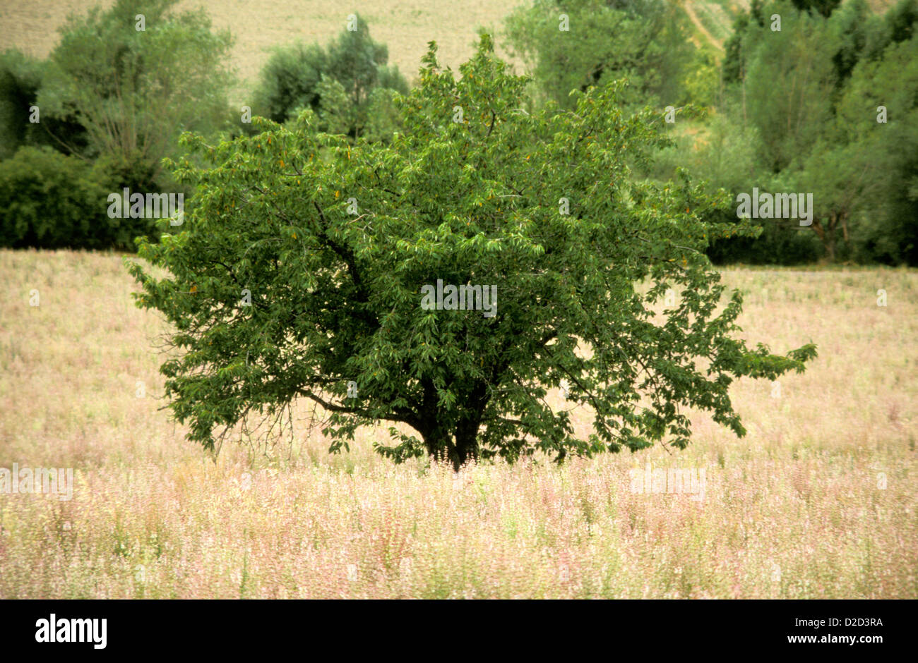 France, Sault Vaucluse. Almond Tree Stock Photo - Alamy