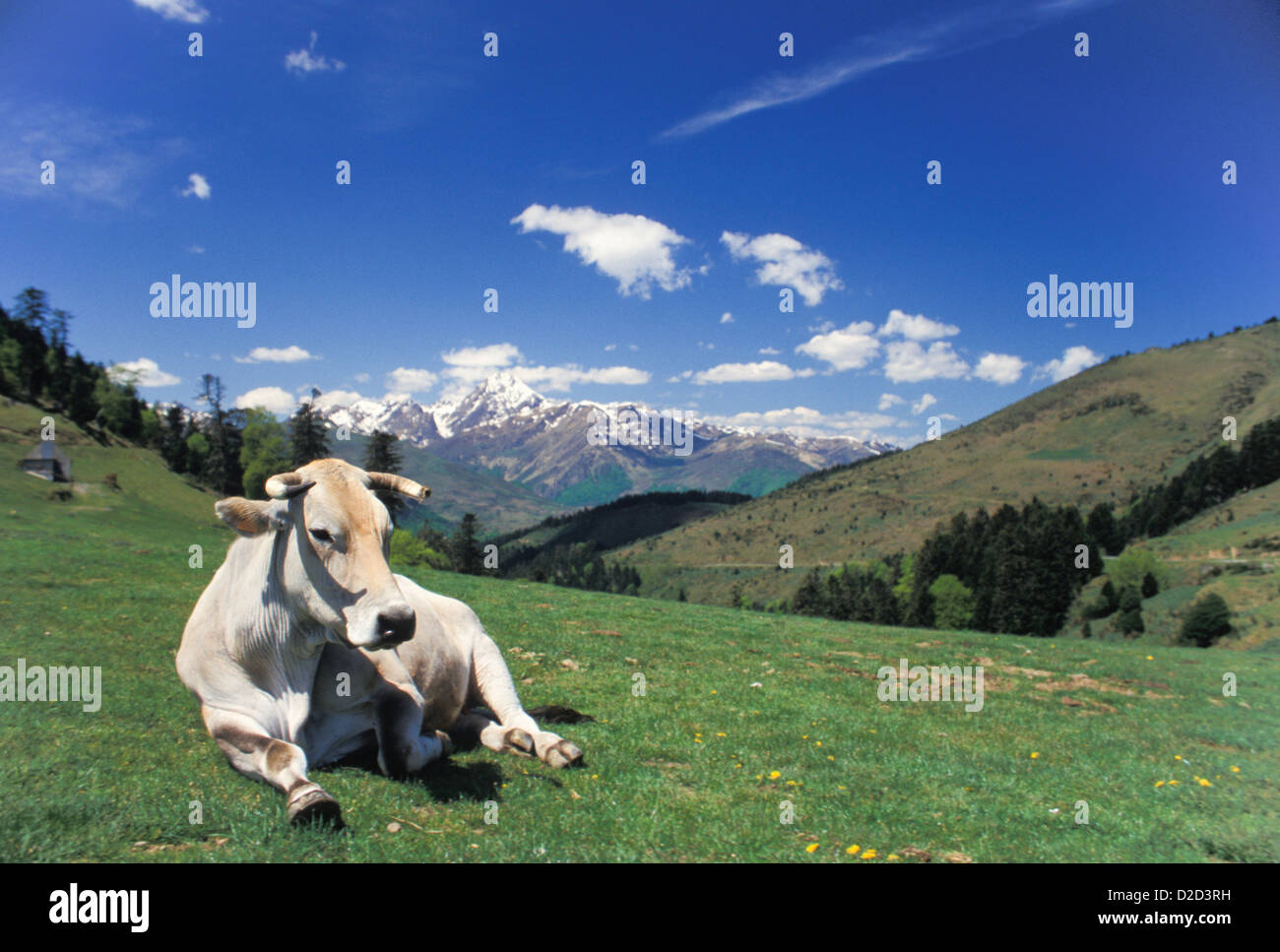 France, Hautes-Pyrenees. Cow With Col D'Aspin In The Background Stock ...