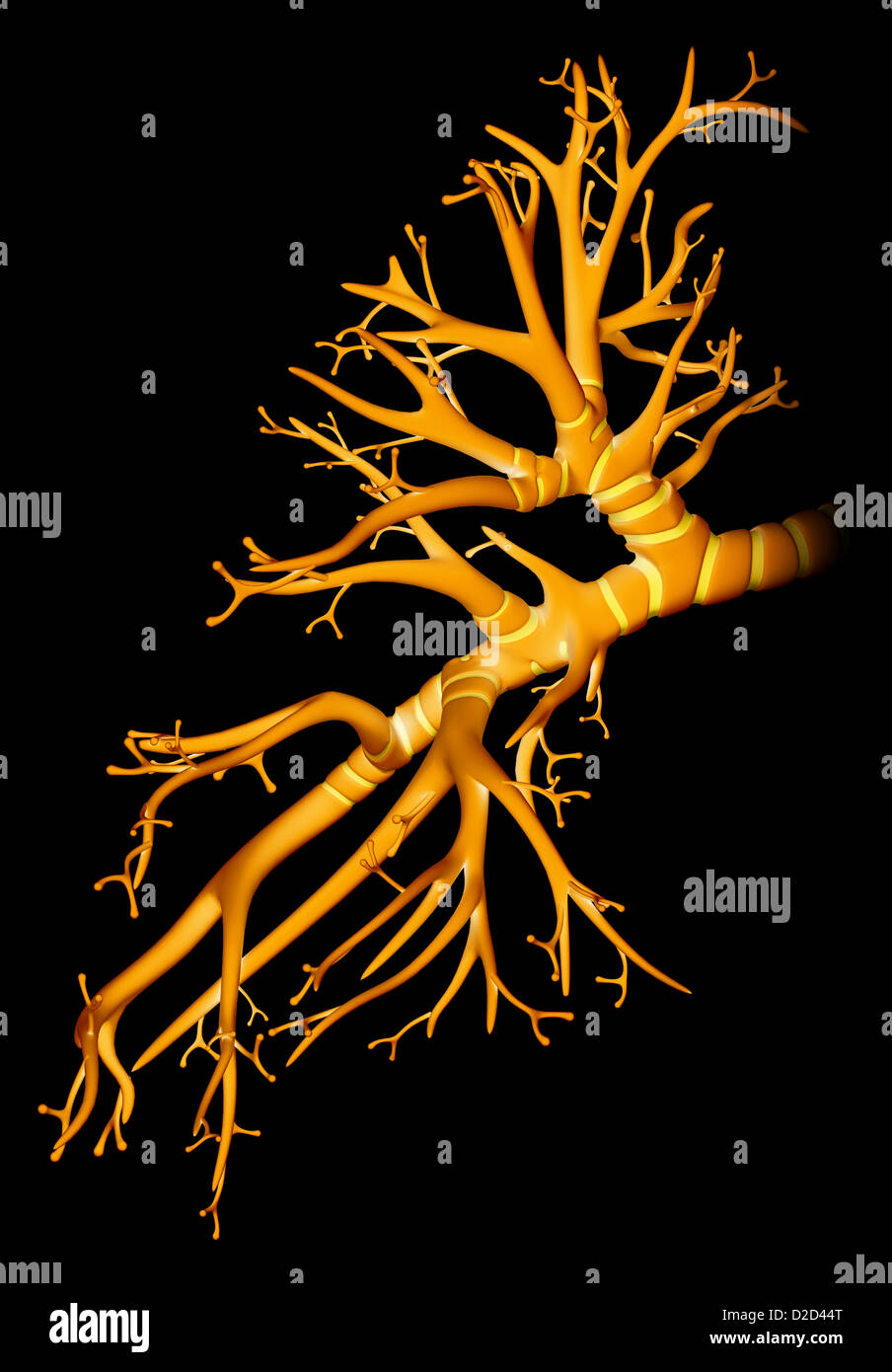 Bronchial tree network of airways serving both lungs left bronchi the ...
