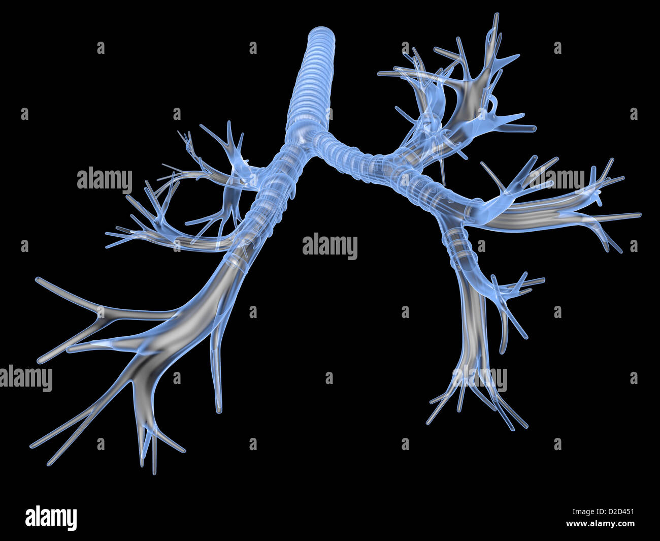 Human Lungs And Bronchial Tree High Resolution Stock Photography and ...