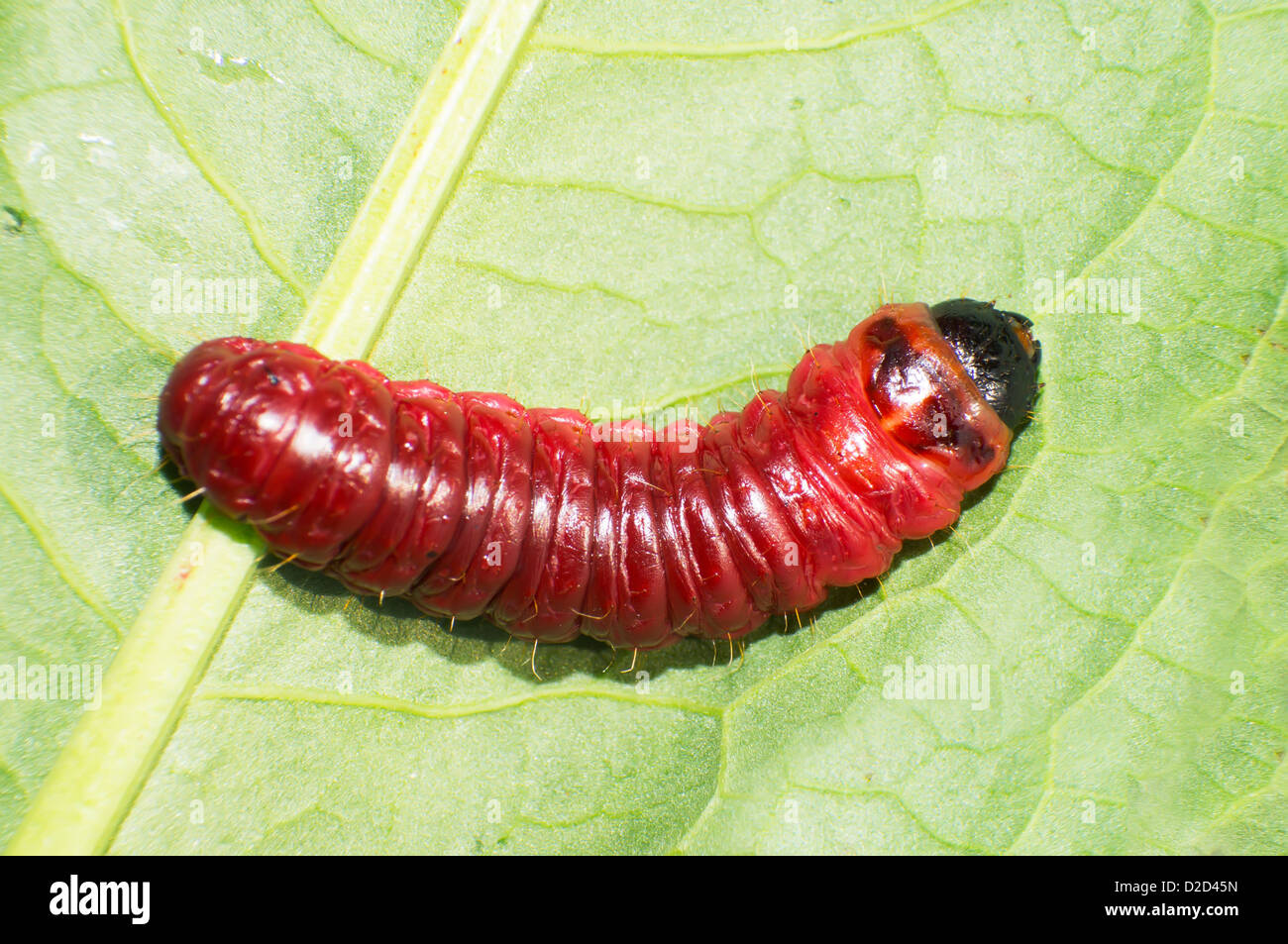 The big red catterpillar of Goat Moth (Cossus cossus Stock Photo - Alamy