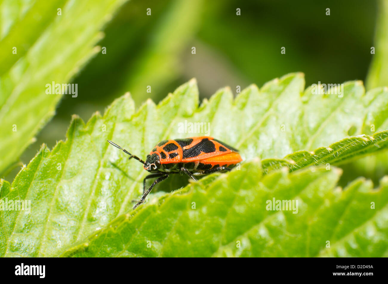 Colored beetles crawl on the leaves Stock Photo - Alamy