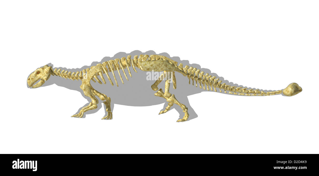 Ankylosaurus skeleton hi-res stock photography and images - Alamy