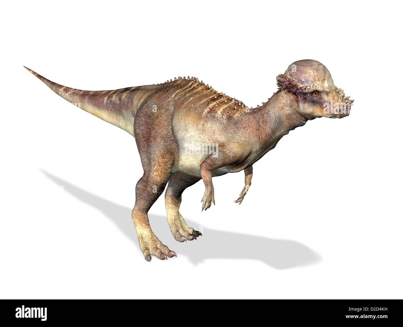 Pachycephalosaurus dinosaur lived in the USA during the Maastrichtian ...