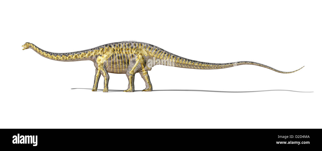 Diplodocus dinosaur skeleton giant herbivorous dinosaur that could ...
