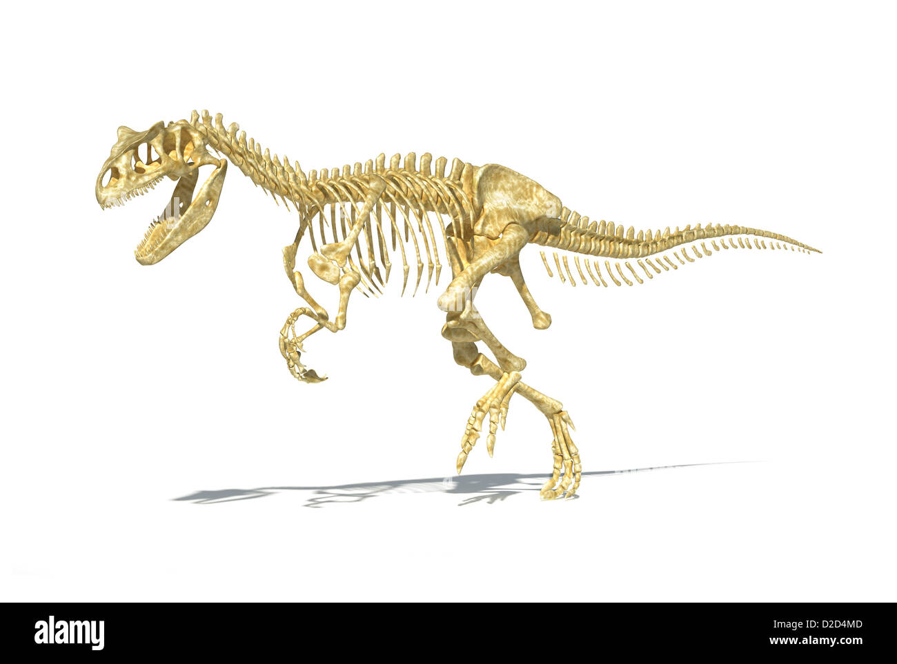 Allosaurus dinosaur skeleton Allosaurs carnivorous reptiles late ...
