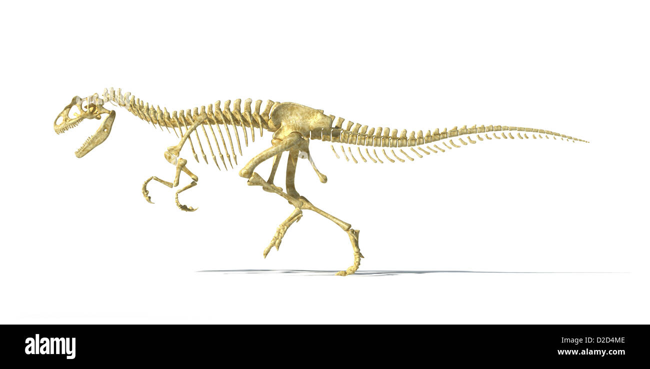 Allosaurus skeleton hi-res stock photography and images - Alamy