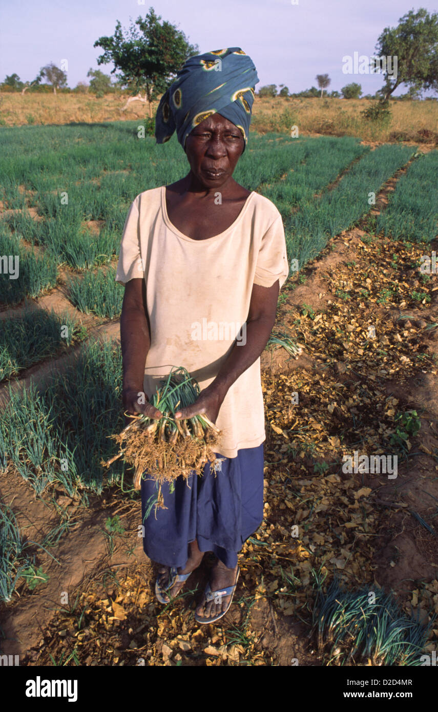 An elderly woman harvests spring onions in Mali West Africa. These are ...