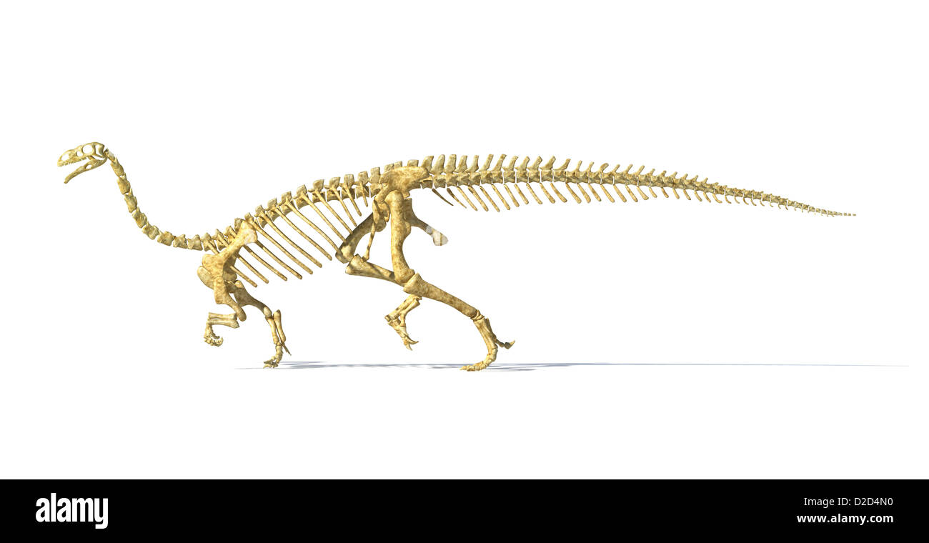 Plateosaurus Skeleton