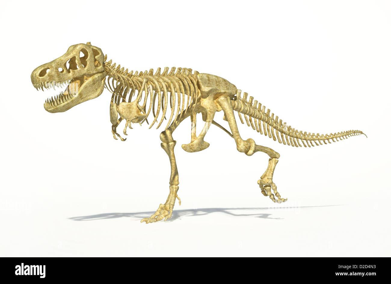 T Rex Dinosaur High Resolution Stock Photography and Images - Alamy