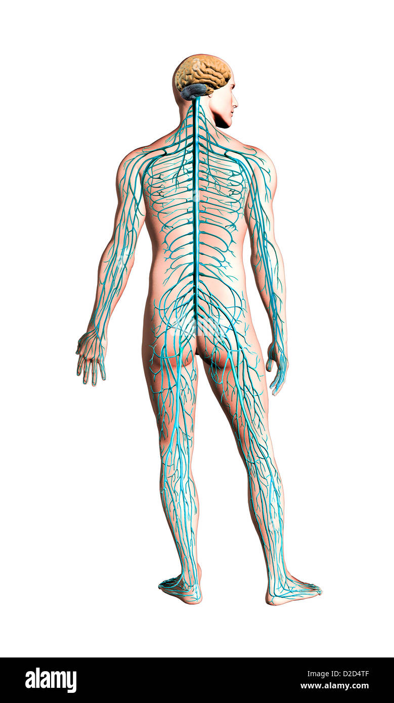 Human nervous system hi-res stock photography and images - Alamy