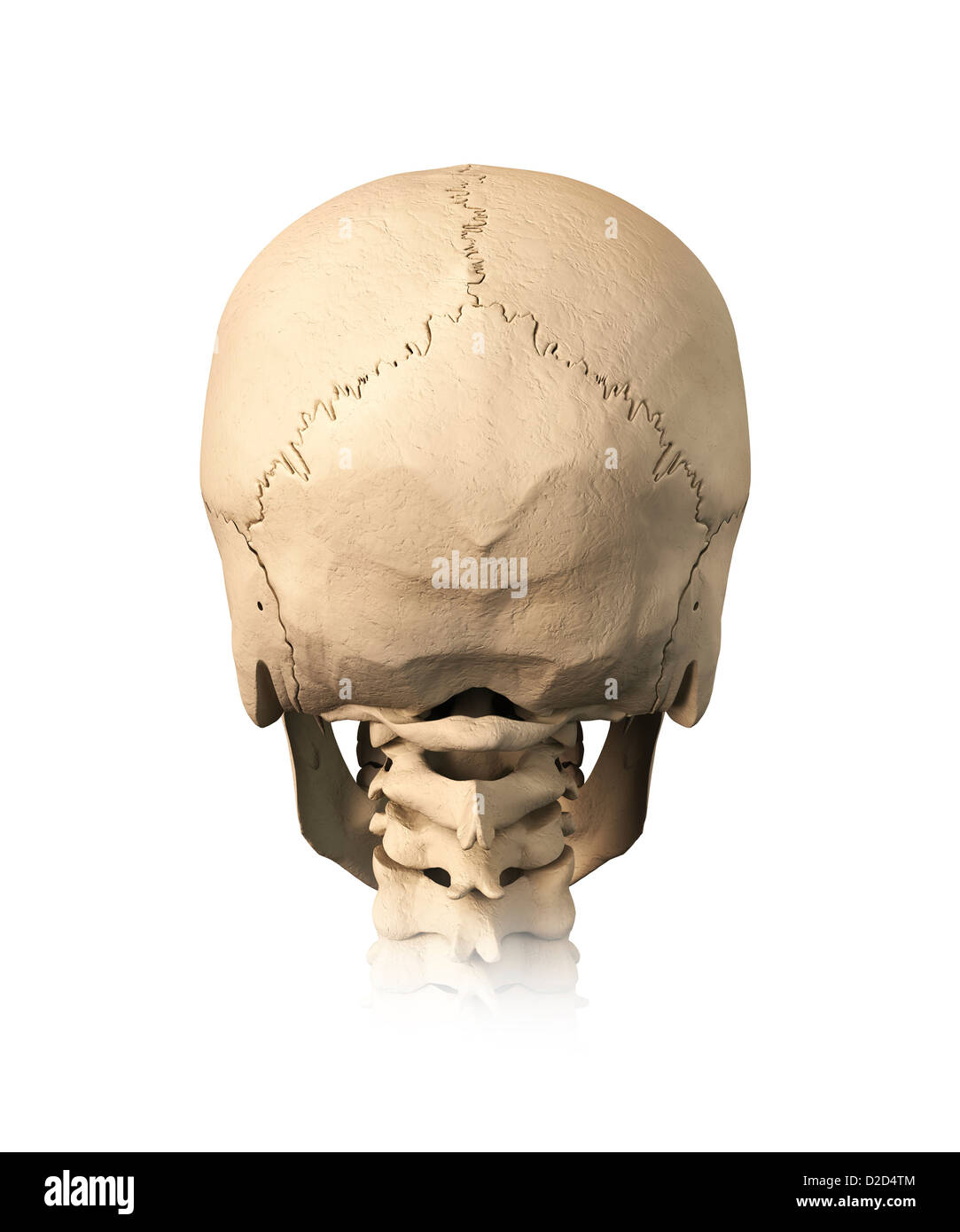 Human skull computer artwork Stock Photo - Alamy