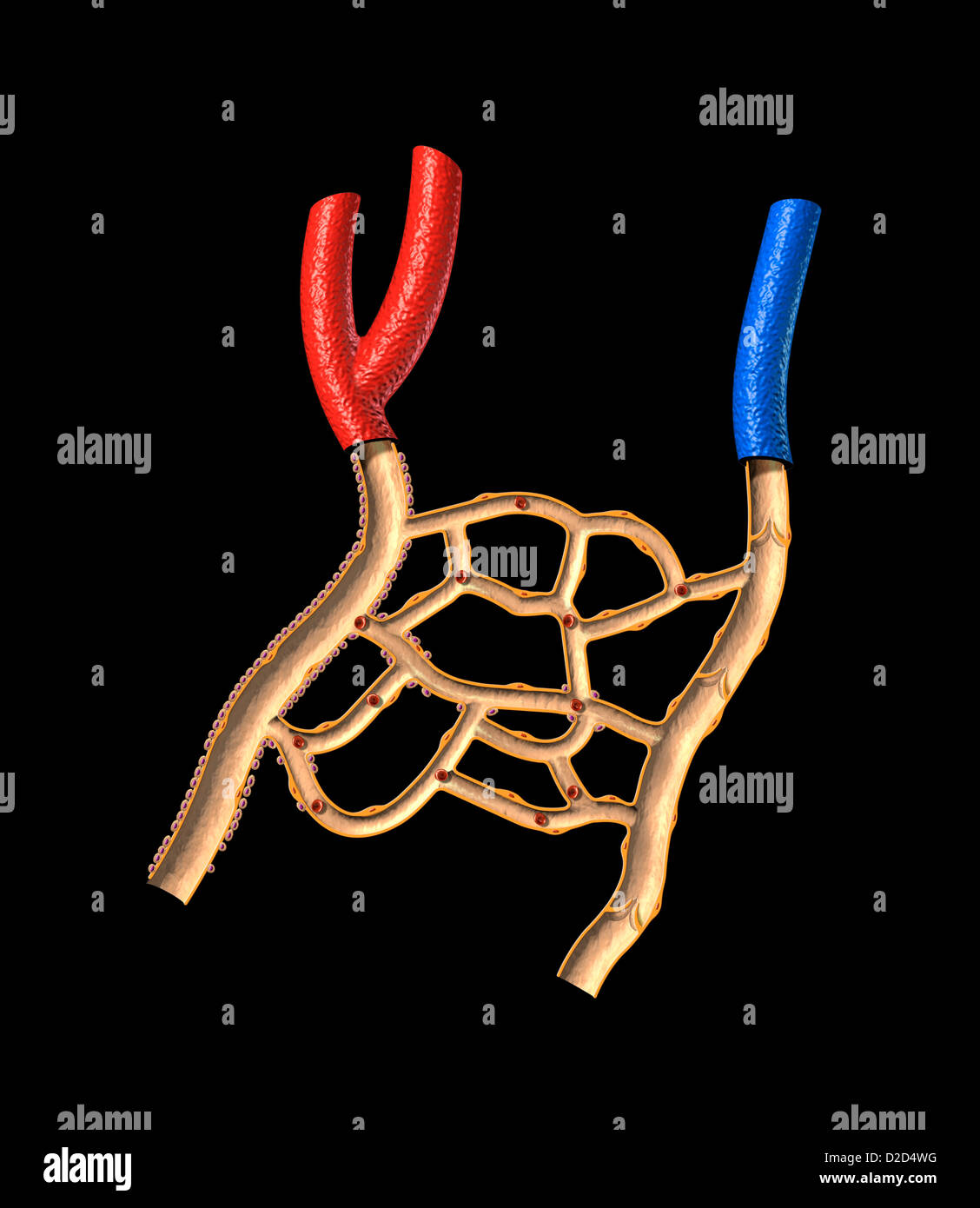 Microcirculation Computer artwork showing the network of blood vessels ...