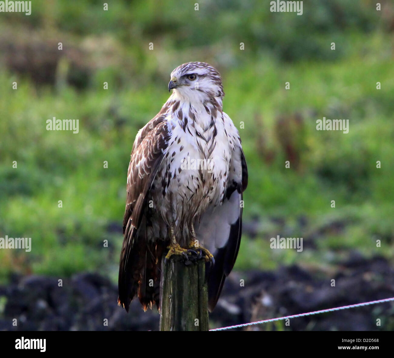 Detailed close-up of a European Buzzard (Buteo Buteo) posing on a pole ...