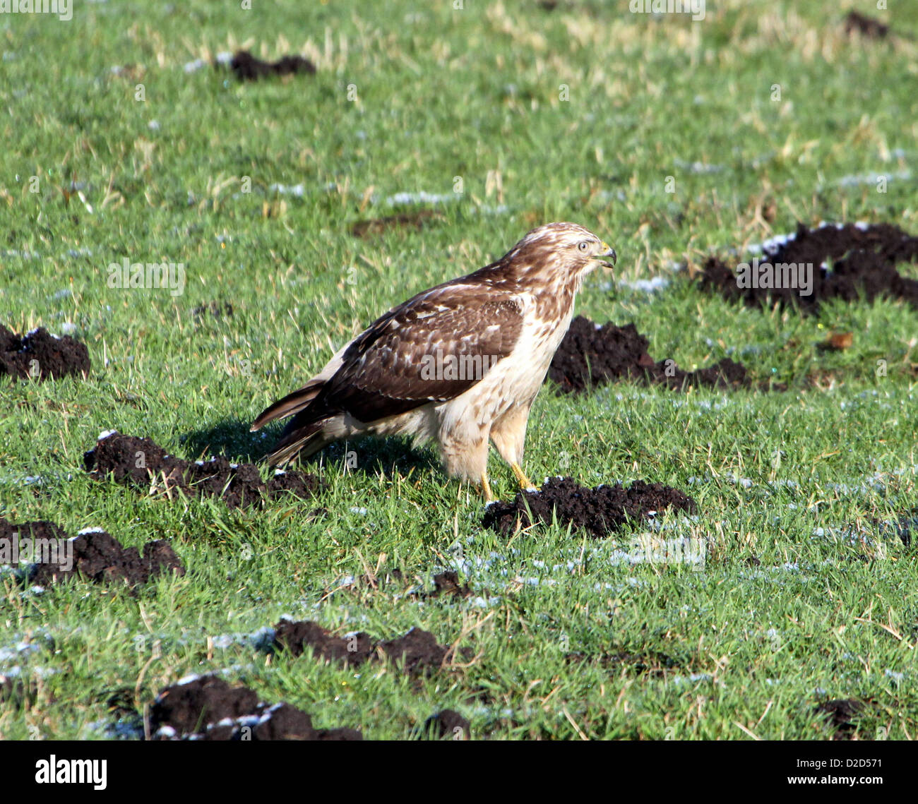 Detailed close-up of a European Buzzard (Buteo Buteo) sitting on the ...