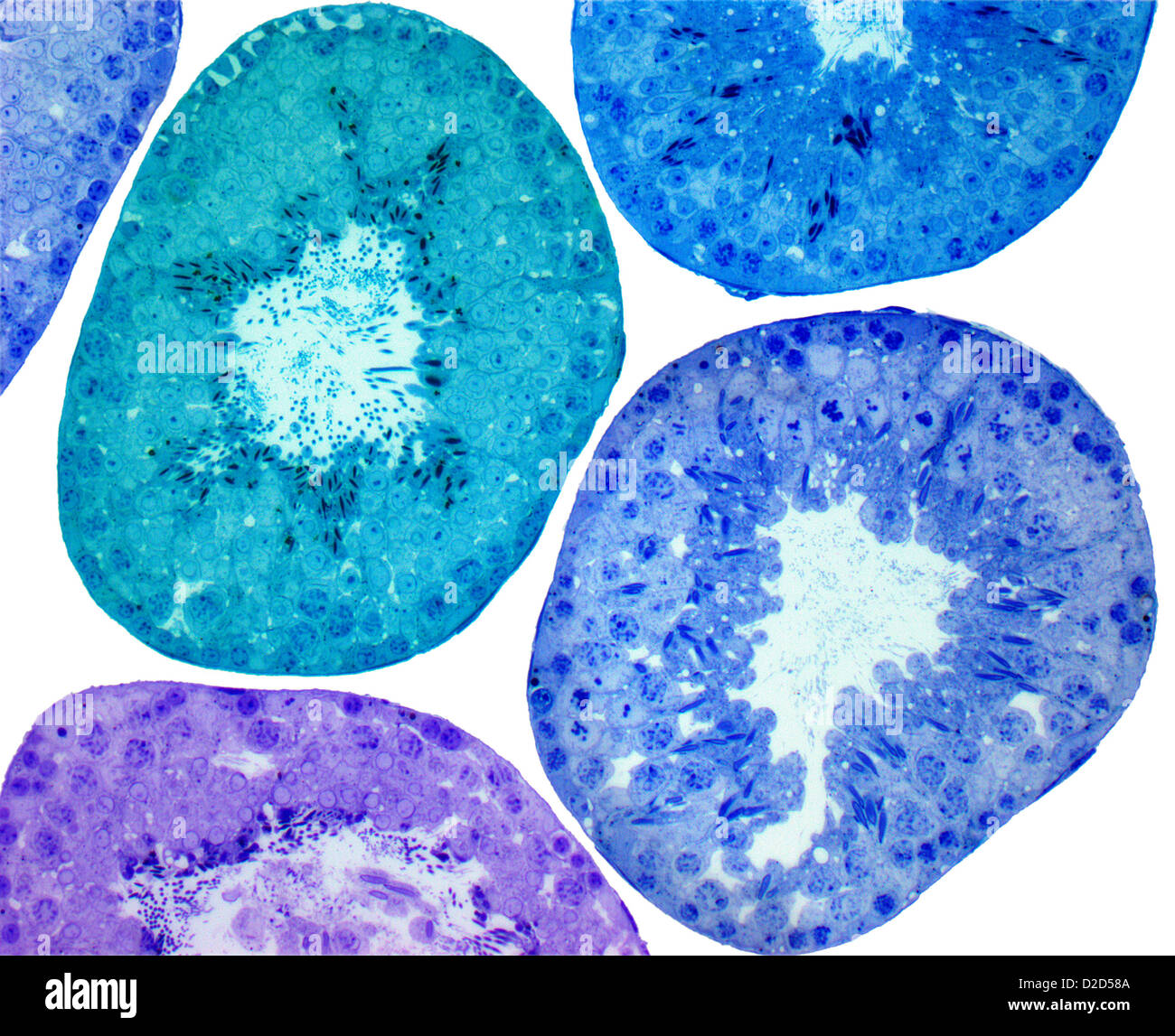 Seminiferous Tubules Coloured Light Micrograph Of A Section Through The