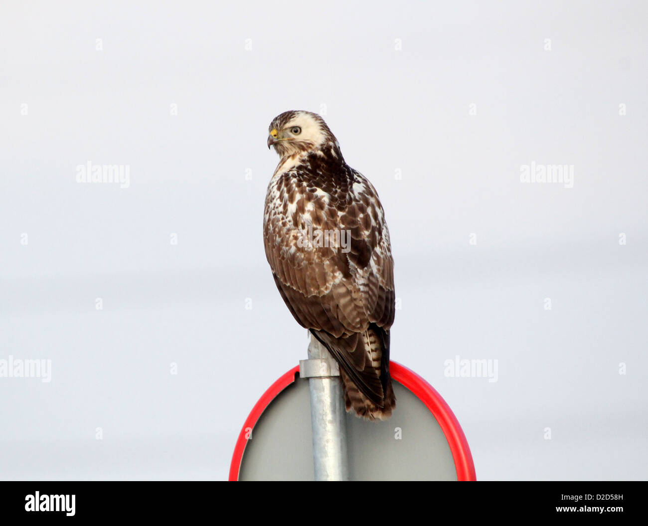 Detailed close-up of a European Buzzard (Buteo Buteo) posing on a pole ...