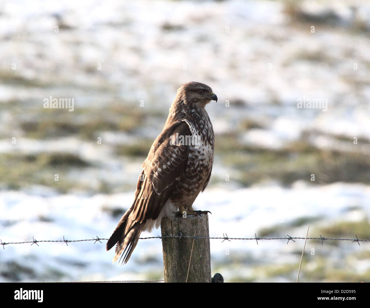 Detailed close-up of a European Buzzard (Buteo Buteo) posing on a pole ...