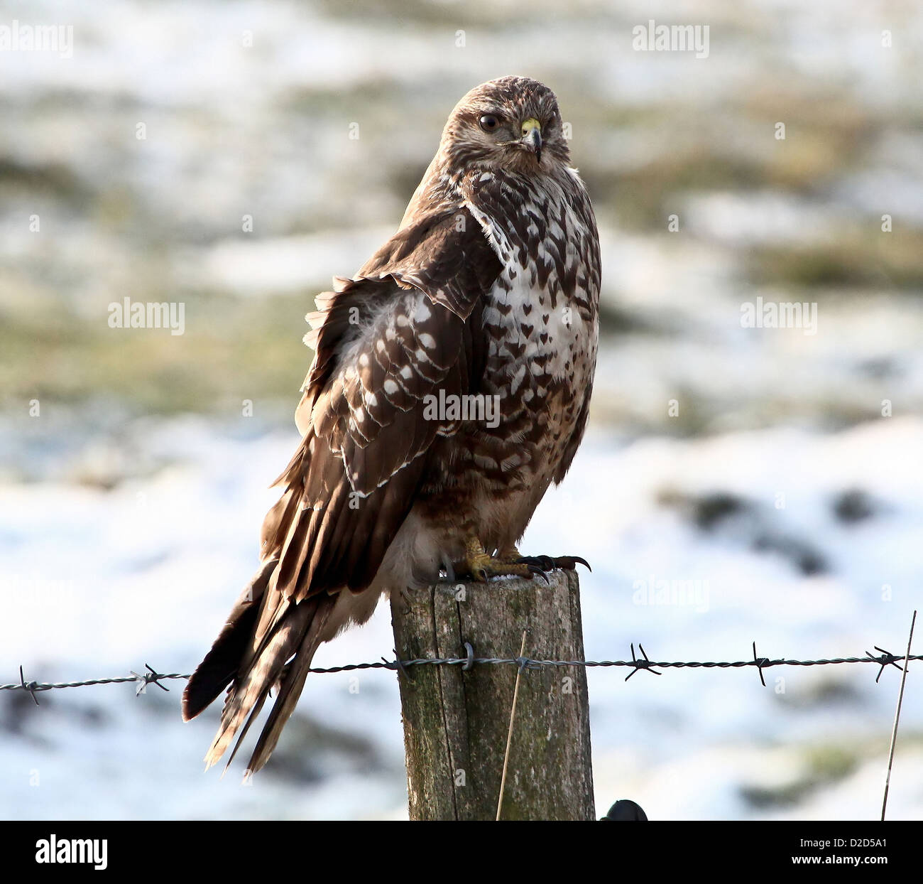 Detailed close-up of a European Buzzard (Buteo Buteo) posing on a pole ...