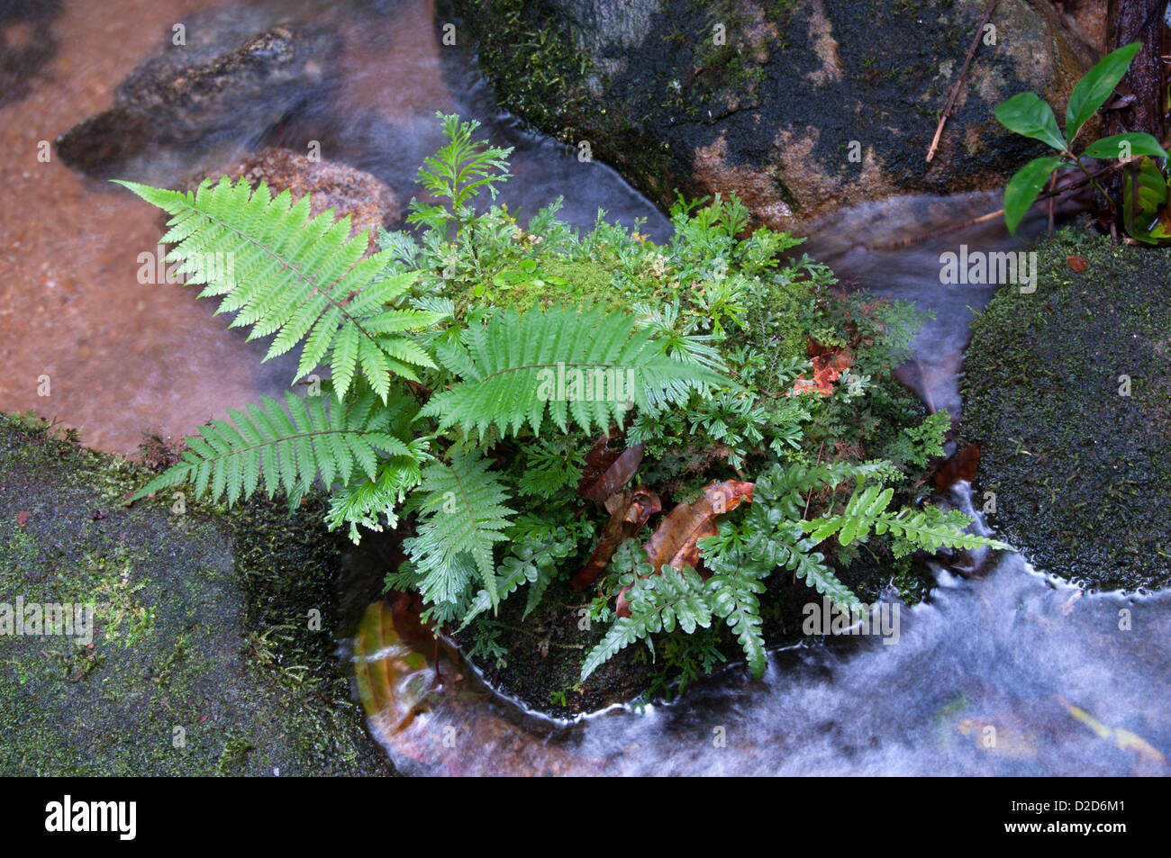 Rainforest ferns oregon hi-res stock photography and images - Alamy