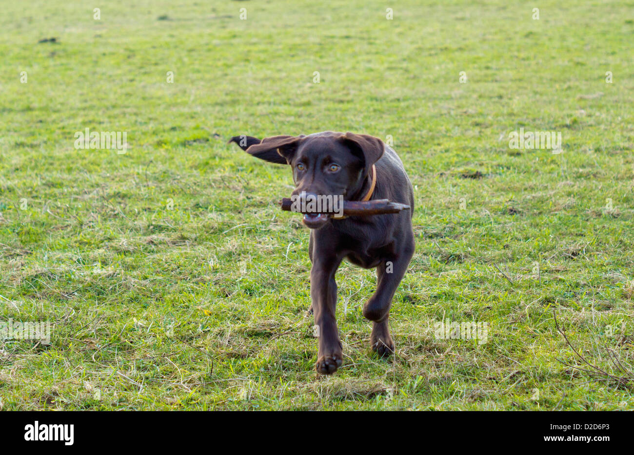 Chocolate labrador running hi-res stock photography and images - Alamy