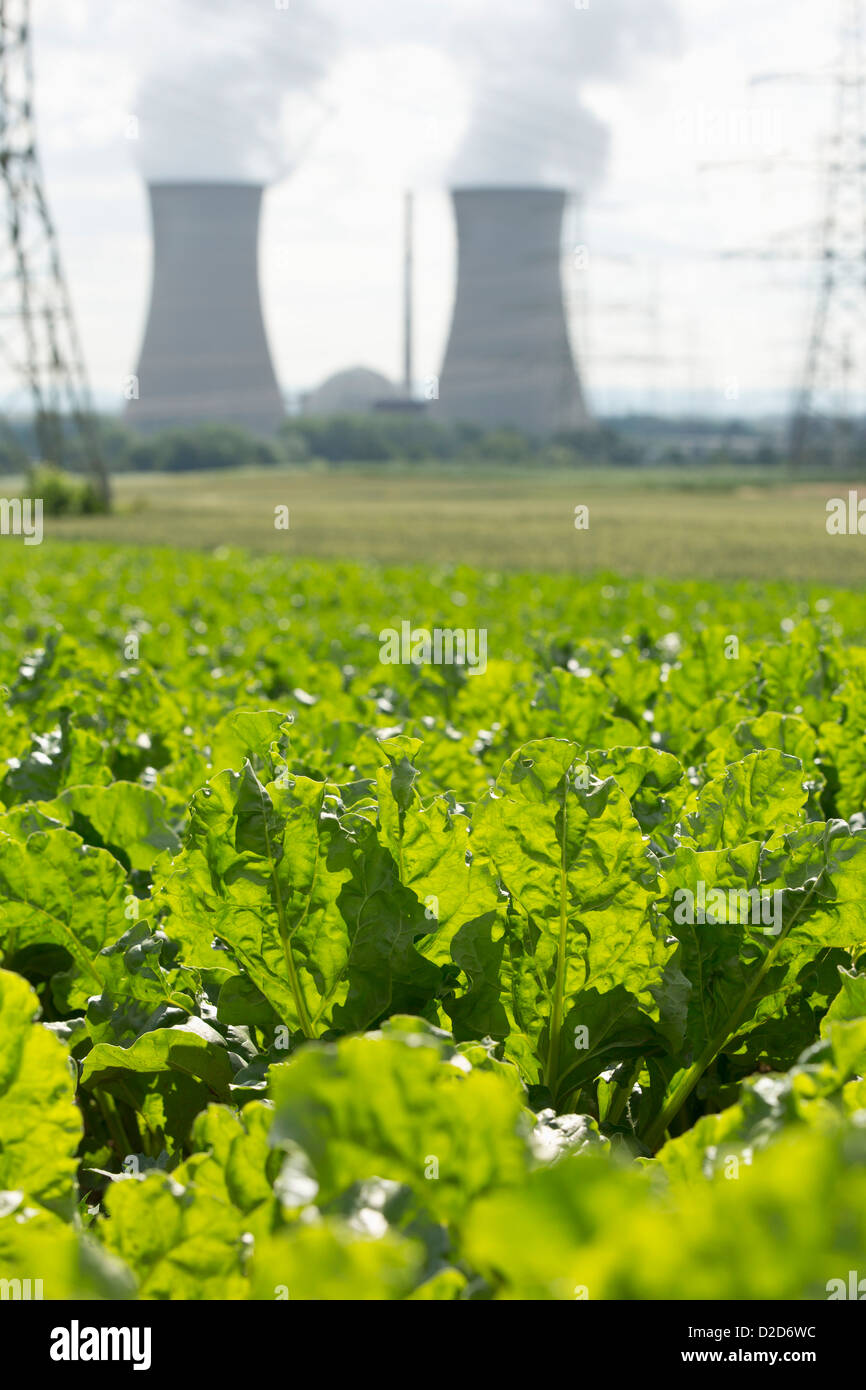 Green leafy crop growing in a field in front of a nuclear power station ...