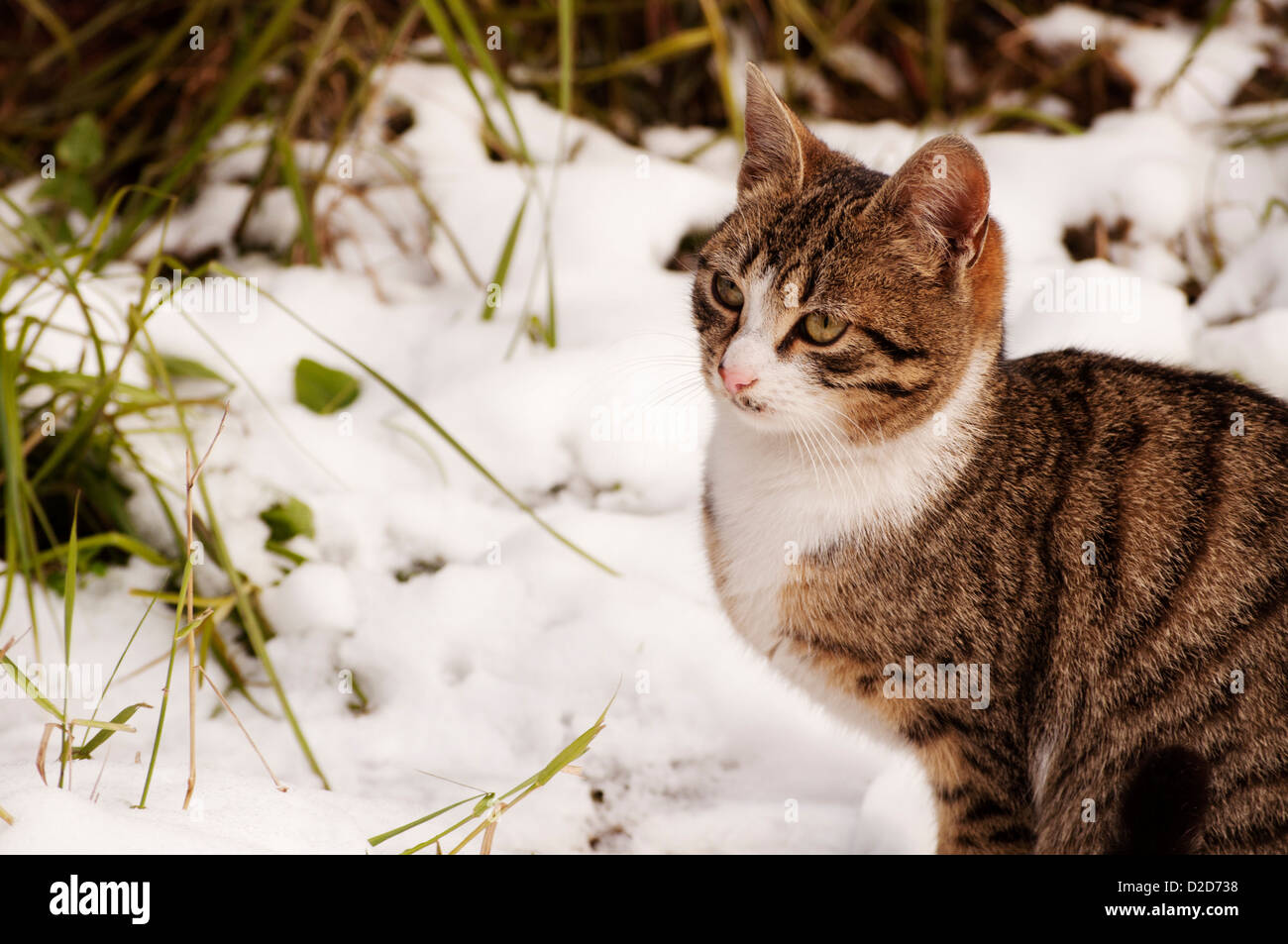 Cute cat snow hi-res stock photography and images - Alamy