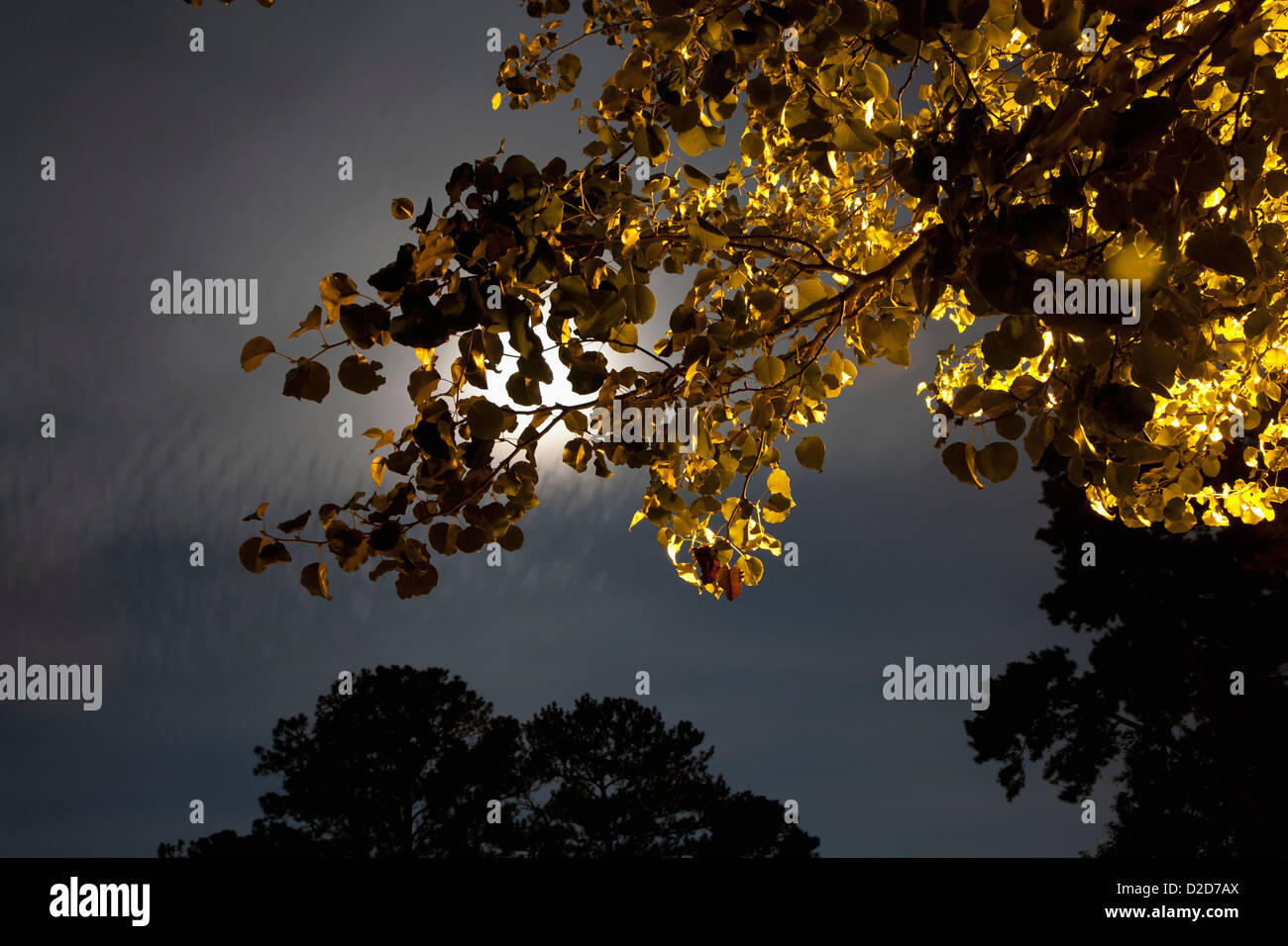 The moon seen shining through leaves on a tree branch Stock Photo - Alamy