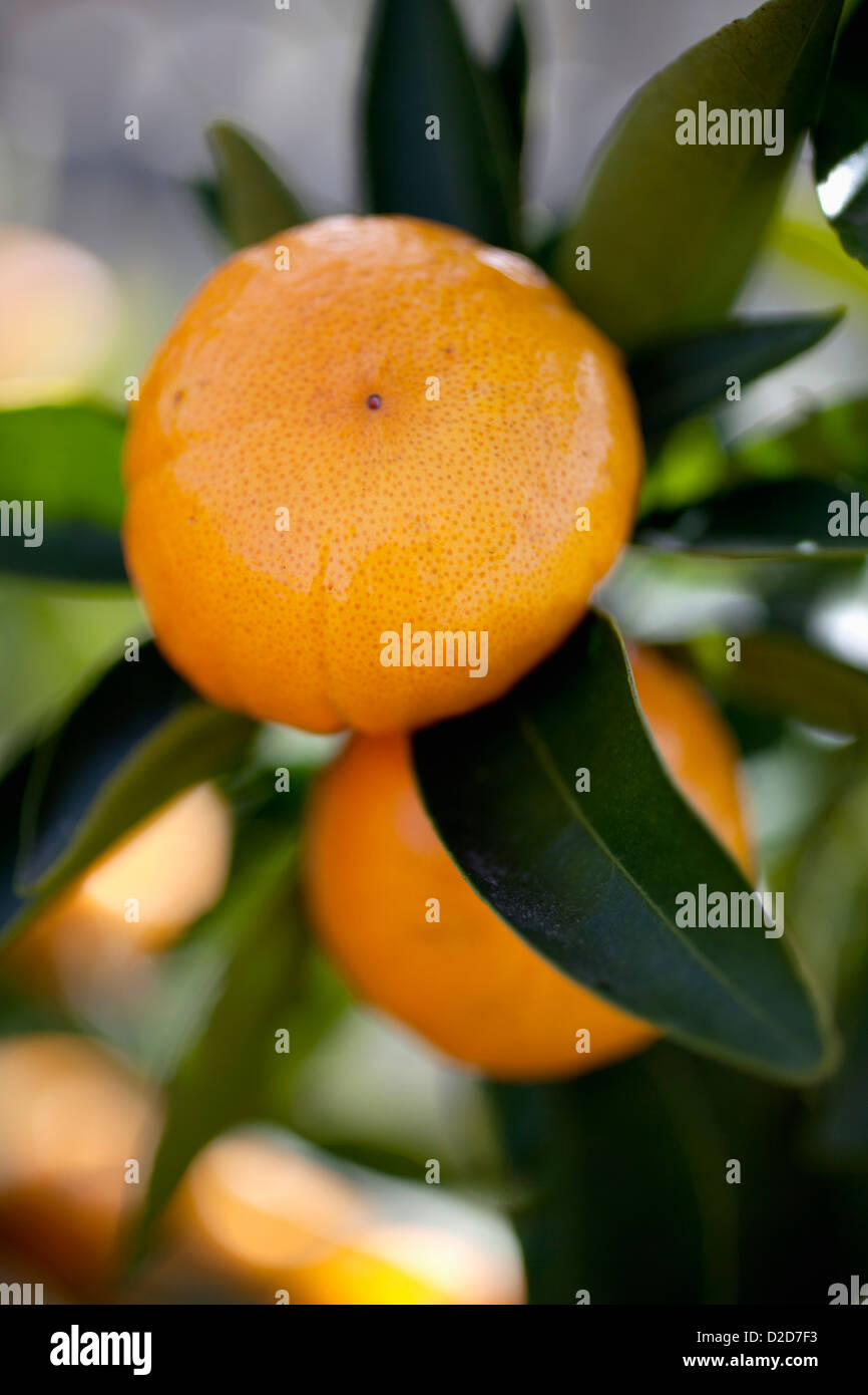 Tangerines growing on a tree Stock Photo - Alamy