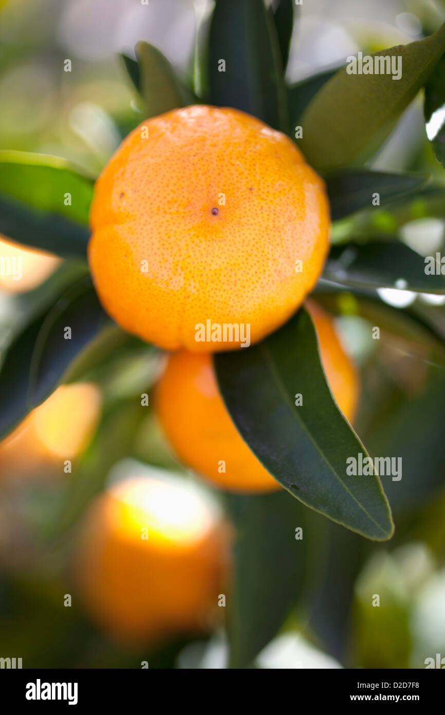 Tangerines growing on a tree Stock Photo - Alamy