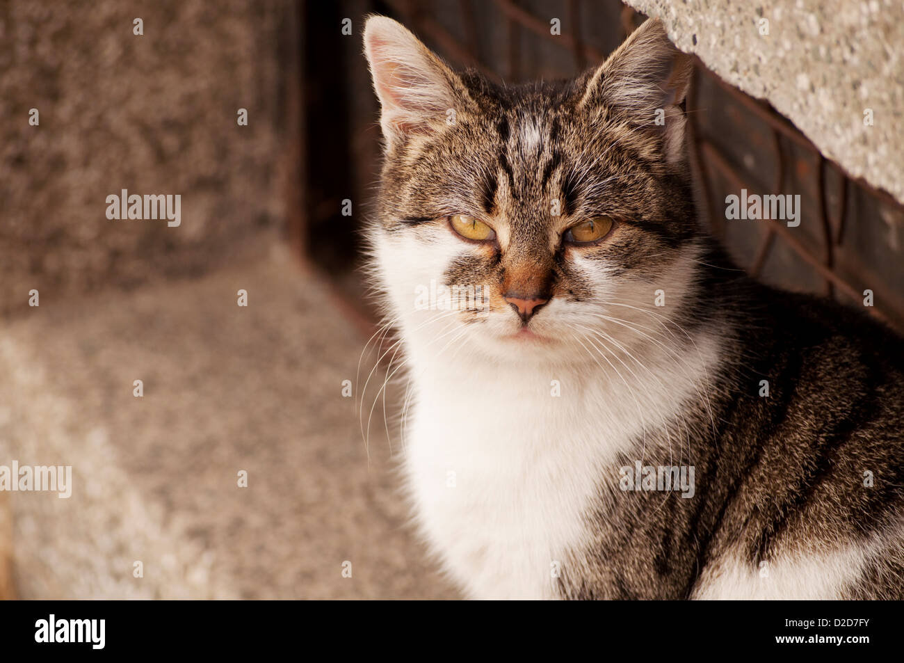 Vicious cat hi-res stock photography and images - Alamy