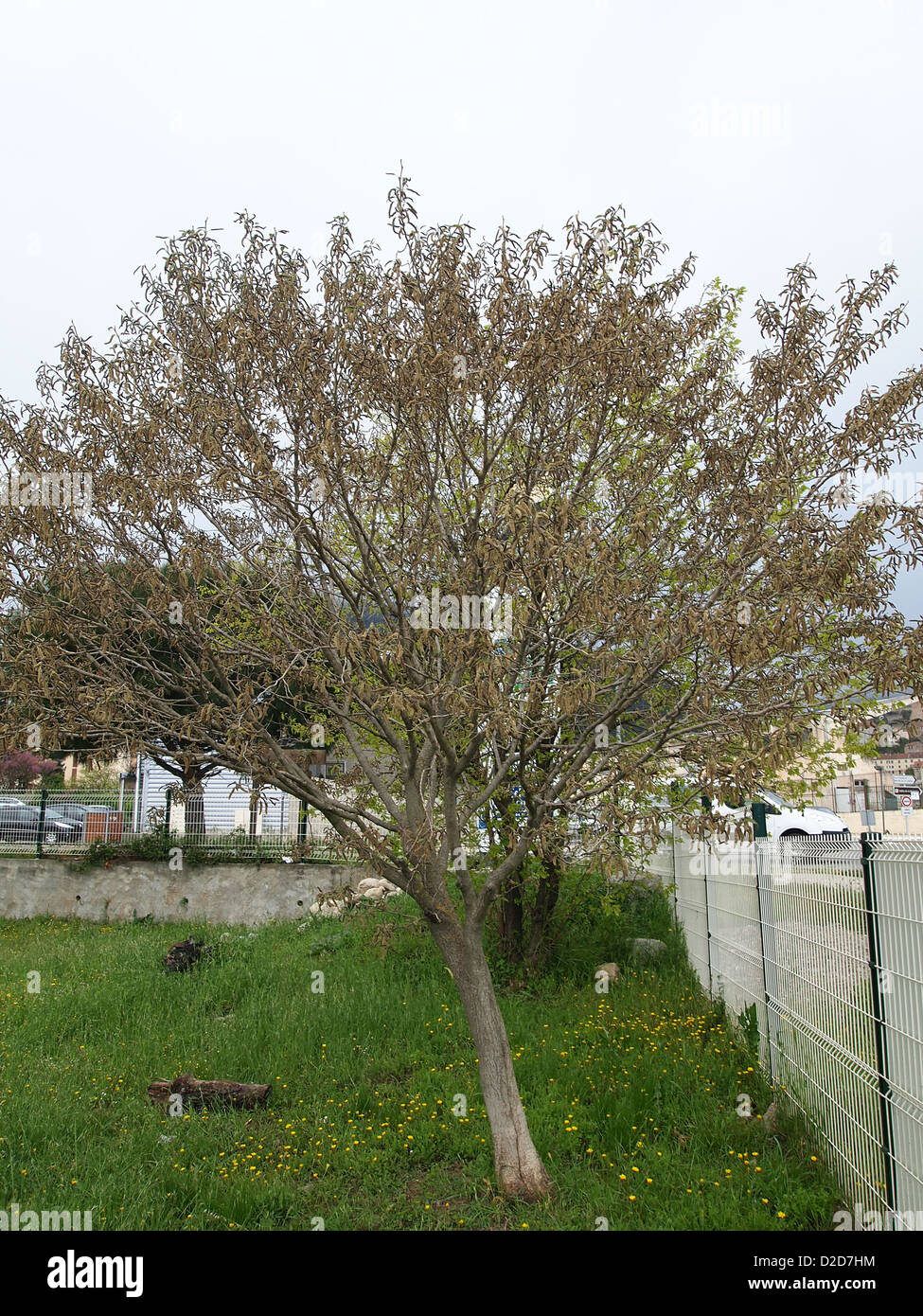Very branched tree Stock Photo - Alamy
