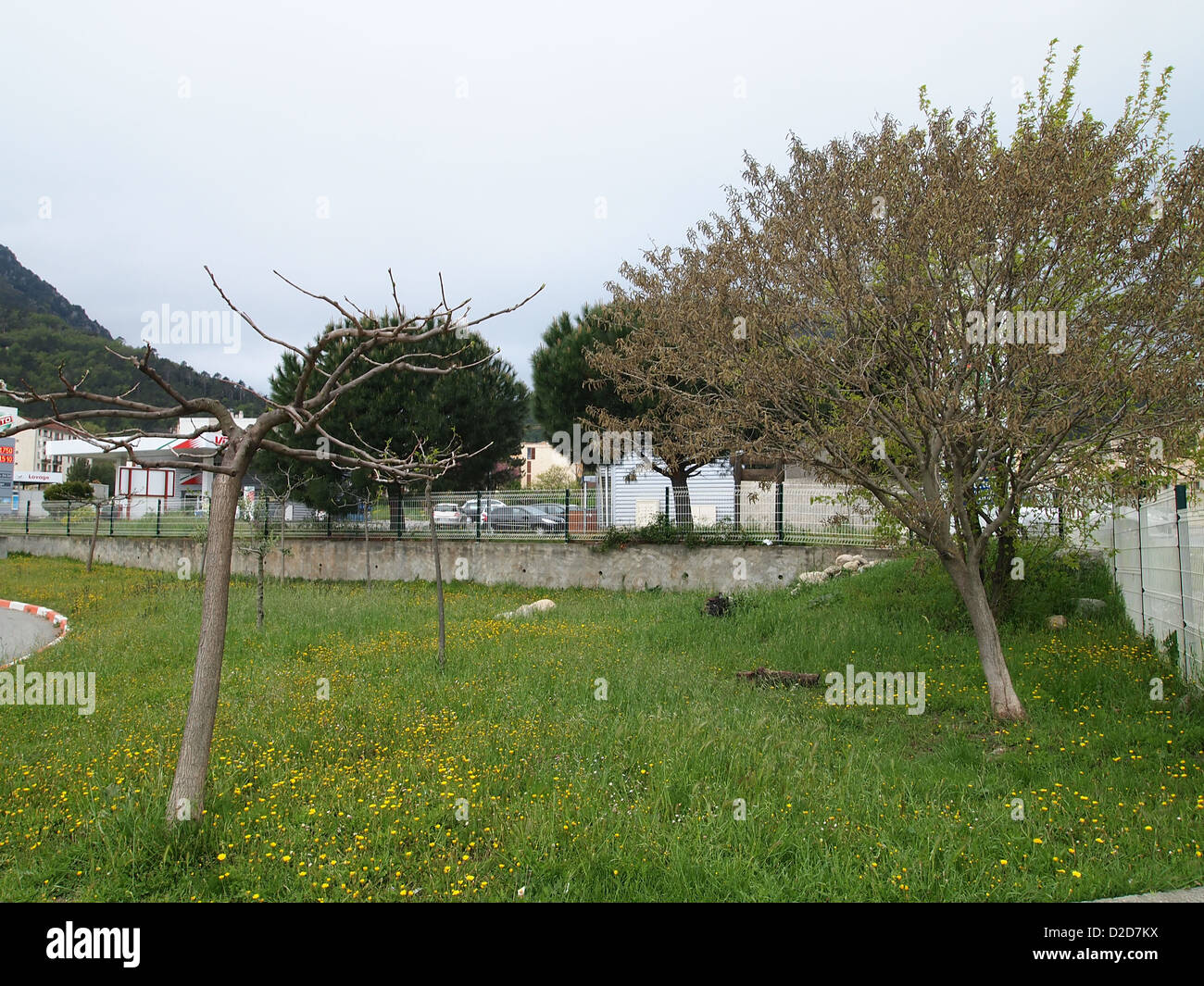 Colorful grass in a spring Stock Photo - Alamy