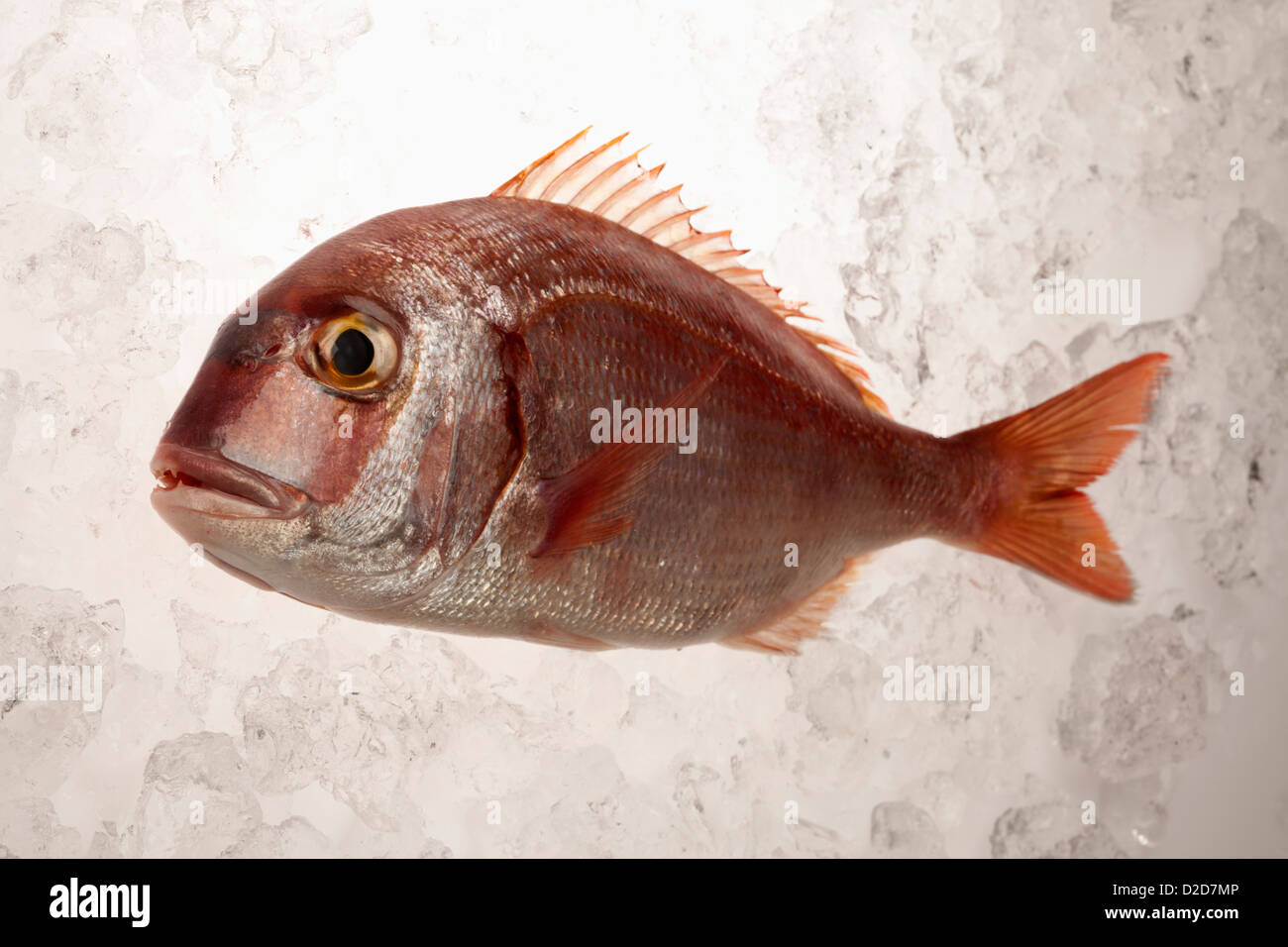 Red Sea Bream Stock Photo - Alamy