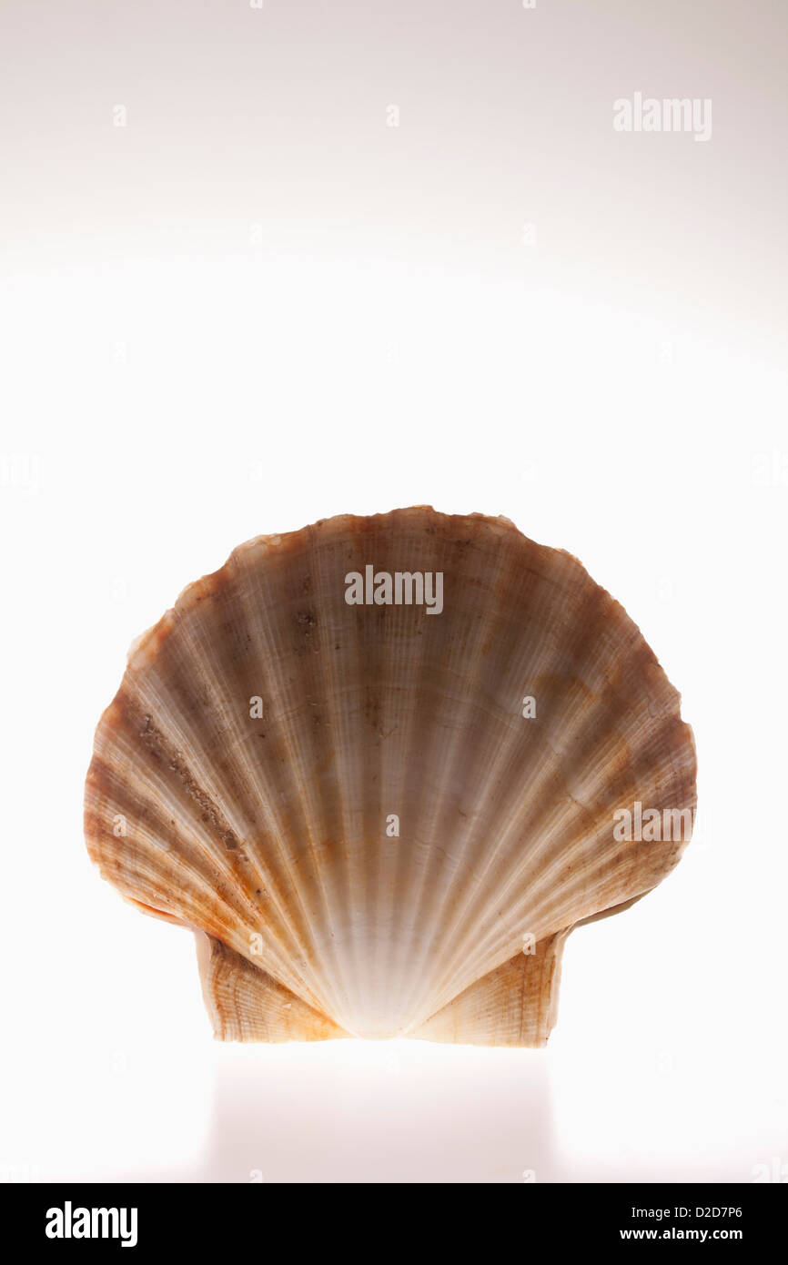 Scallop shape hi-res stock photography and images - Alamy