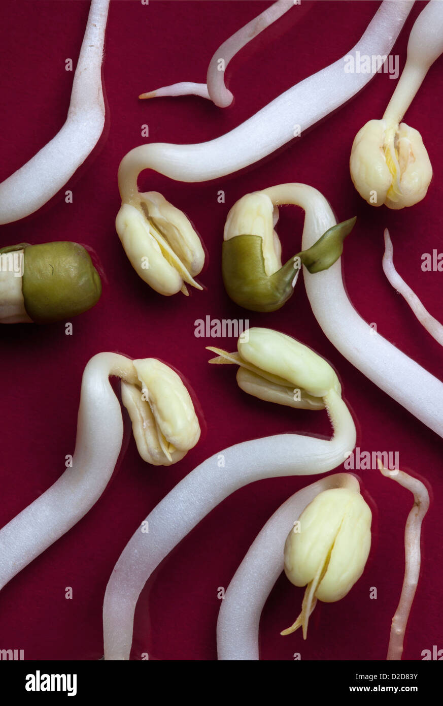 A group of bean sprouts arranged on a red background, close-up Stock ...
