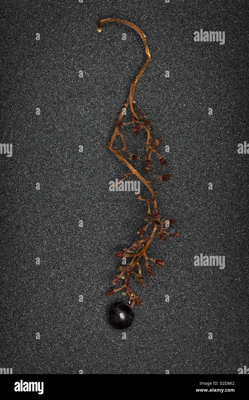 A grape branch with a single grape left Stock Photo - Alamy