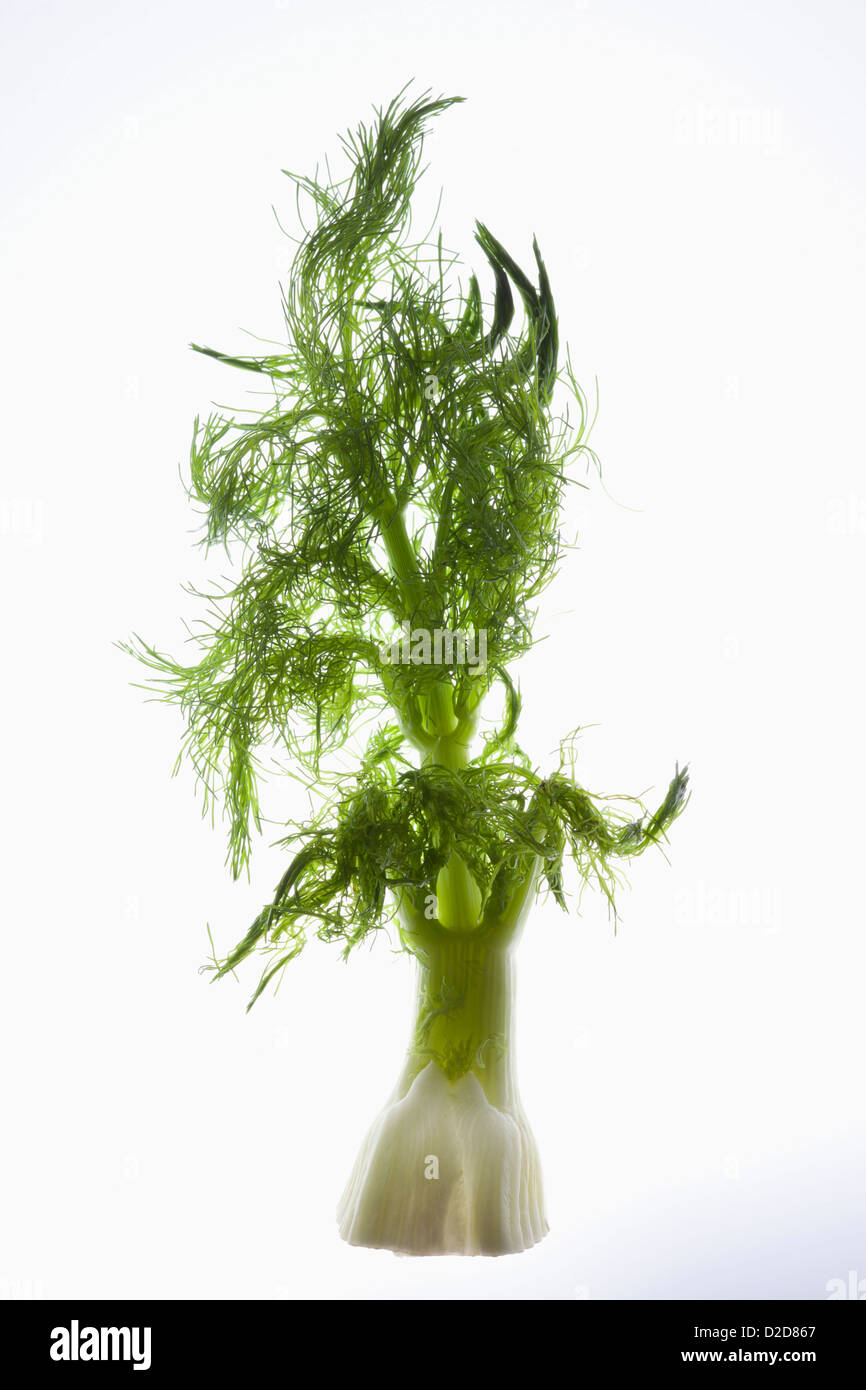 Fennel leaves hi-res stock photography and images - Alamy
