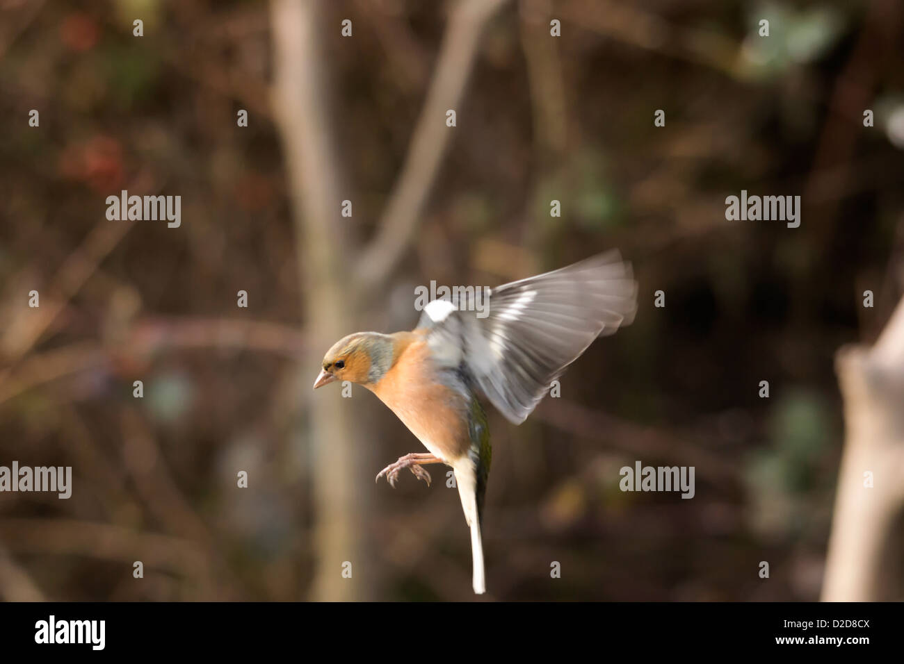 Chaffinch in flight Stock Photo - Alamy