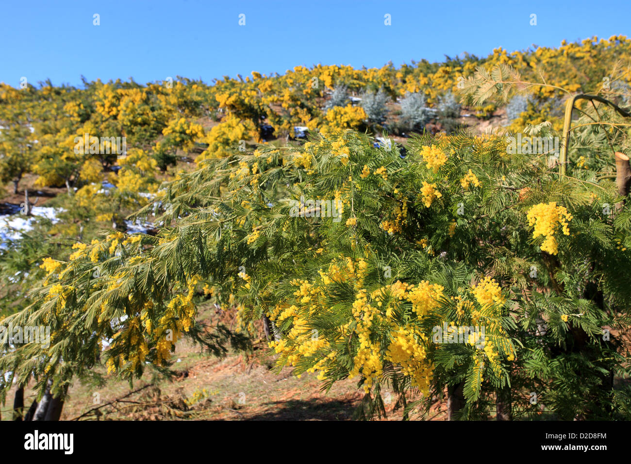 Mimosa flower in the Tanneron mountain, Alpes-Maritimes Stock Photo - Alamy