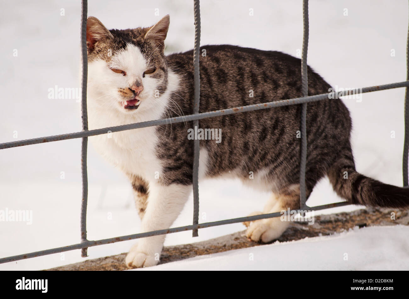 Vicious cat hi-res stock photography and images - Alamy