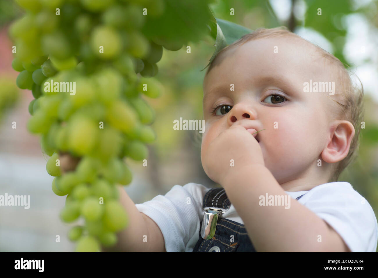 Baby tasting grapes Stock Photo - Alamy
